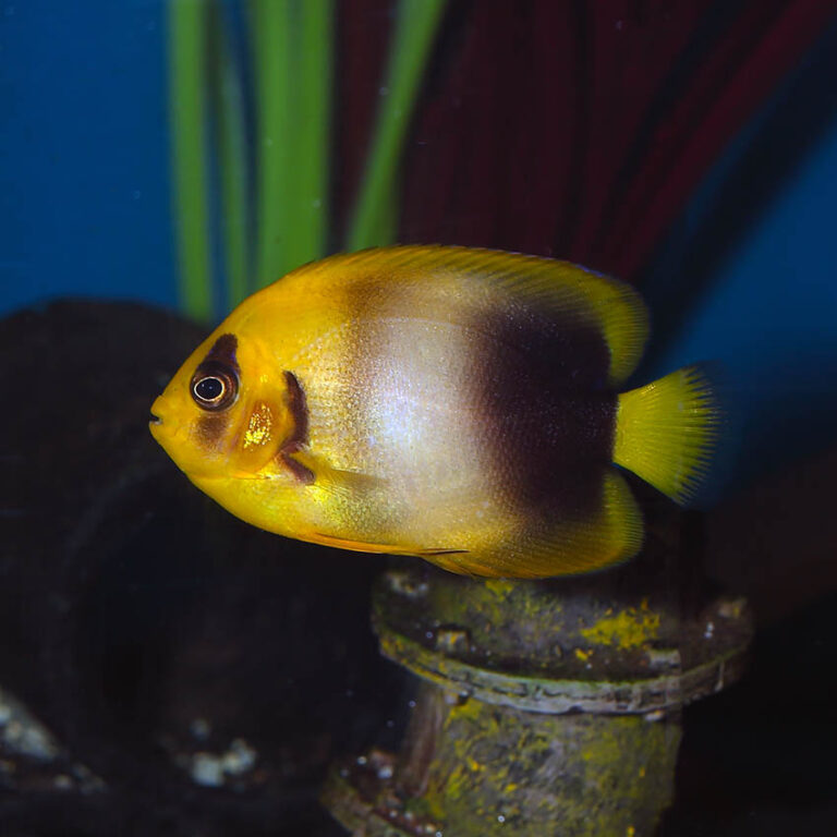 Africanus Angelfish Sub Adult – recifataquarium